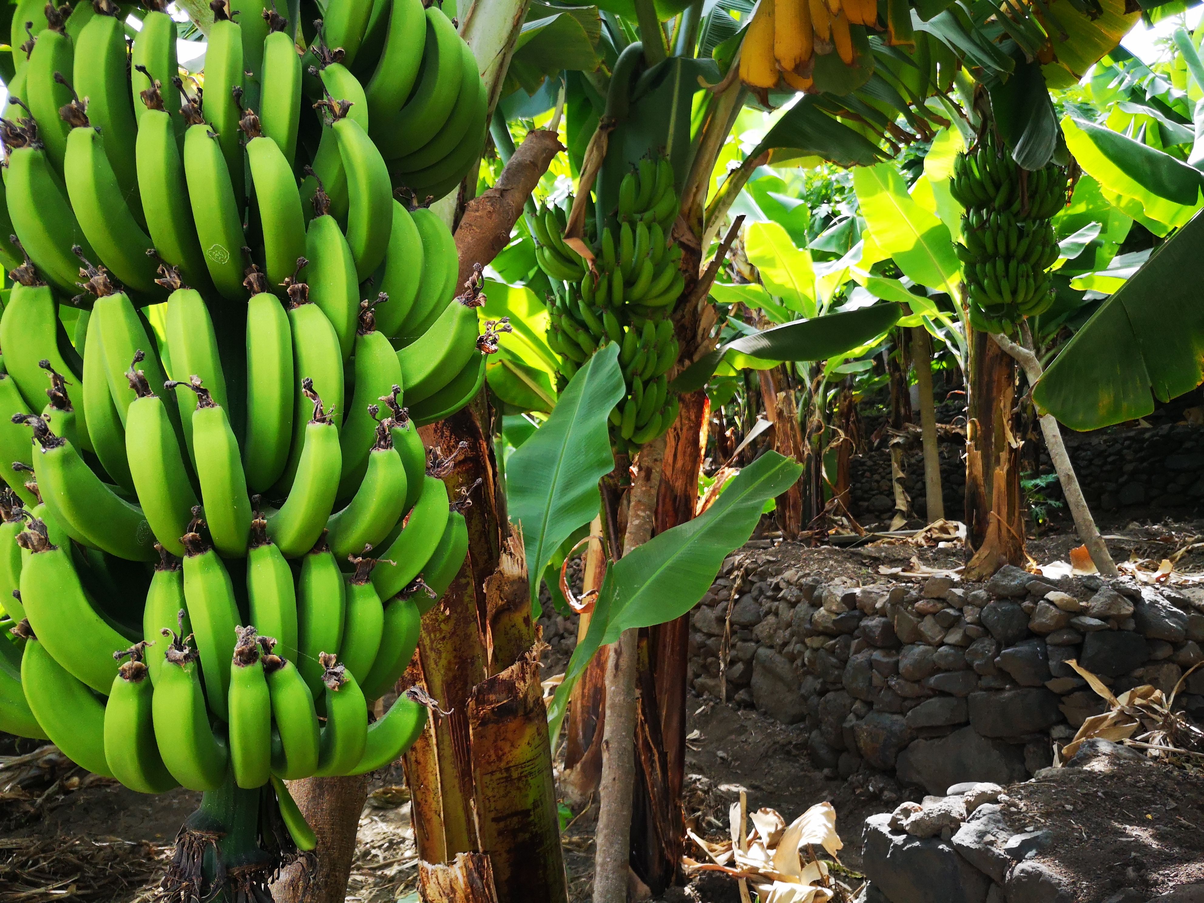Billige reiser til Kapp Verde » Bestill ferie med Solfaktor i dag!